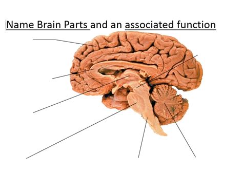 Name Brain Parts And An Associated Function Quiz