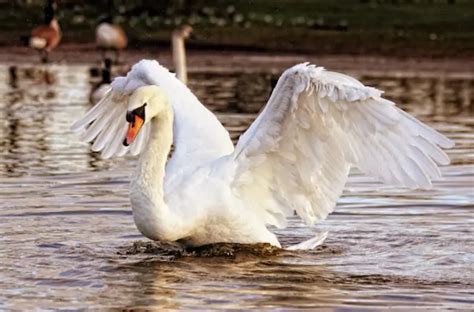 30 Swan Trivia Quiz Questions And Answers Onlineexammaker Blog
