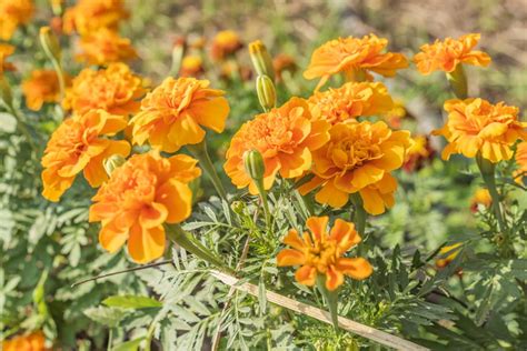 11月7日 花の名前 子育ラボ