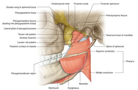 Diagram Of Borders Of The Infratemporal Fossa Quizlet