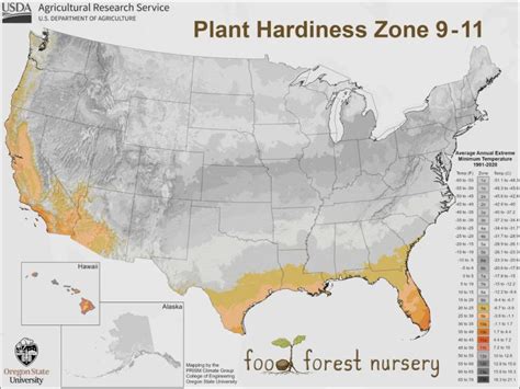 Mysore Raspberry Plant For Sale 12 18 Bare Root Plant