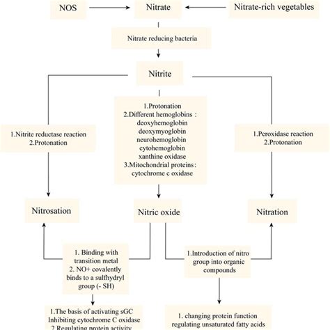 Bacteria With Nitrate Reductase Ultimately Reduce Nitrate From Dietary Download Scientific