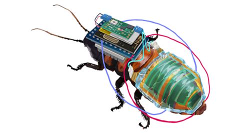 Riken Institute Develops Rechargeable Cyborg Cockroach Mashable