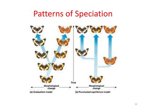 Ppt Macroevolution Speciation Powerpoint Presentation Free