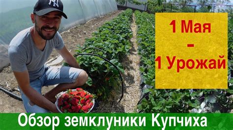 Обзор земклуники Купчиха весной в теплице и на грунте. ️ ️ ️1 Мая - 1 ...