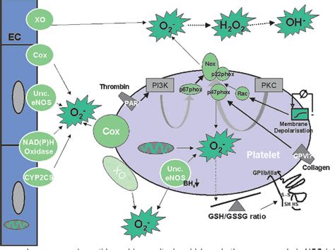 Figure 1 From Reactive Oxygen Species Players In The Platelet Game Semantic Scholar