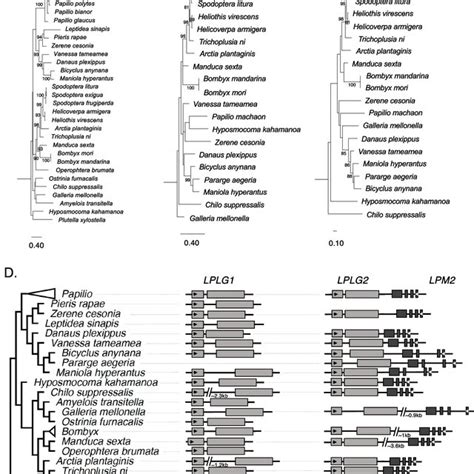 A Maximum Likelihood Phylogeny And Structure Of The Domesticated