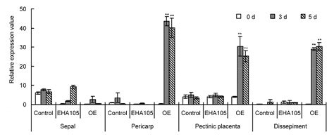 Figure 1 From Functional Characterization Of An Invertase Inhibitor