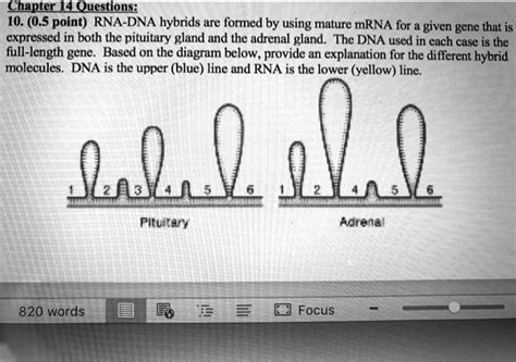 SOLVED Chapter H Questions Point RNA DNA Hybrids Are Formed By Using Mature MRNA For