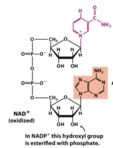 Mcdb 310 Chapter 19 Flashcards Quizlet