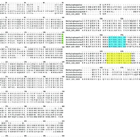 Multiple Sequence Alignment And Conservation Scores Of Laccases