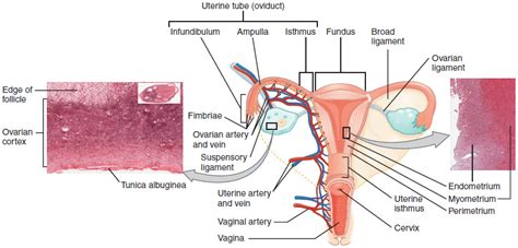 234 Uterus And Cervix Biology Libretexts