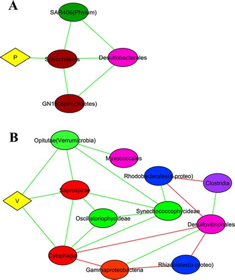 Network Correlation Analysis Between Elements P And V And Bacteria In
