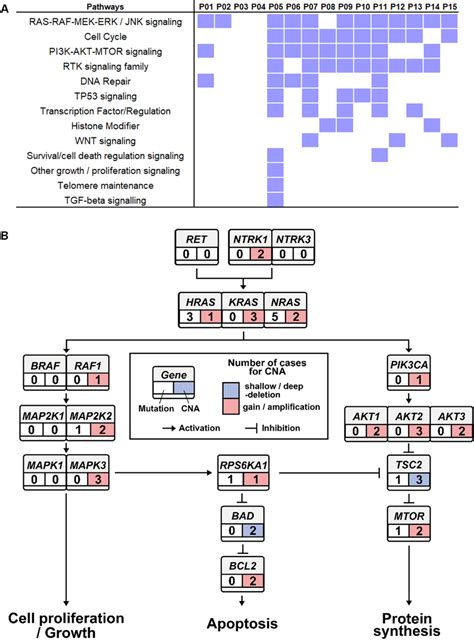 Altered Canonical Cancer Associated Pathways Of Somatic Genomic
