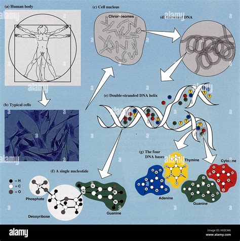 A Diagram Of The Structure Of DNA And Genetic Information Image Courtesy US Department Of