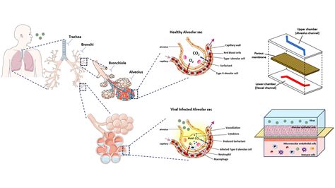 Microchip Models Of Human Lungs Enable Better Understanding Of Disease Immune Response AIP
