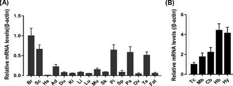 Tissue Distribution Of Cspx In Adult Chickens A Quantitative Download Scientific Diagram
