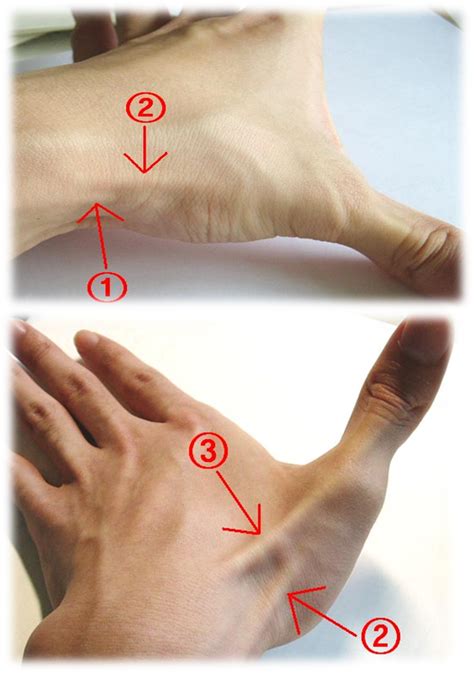 손손목 손과 손목의 해부학적 구조 네이버 블로그