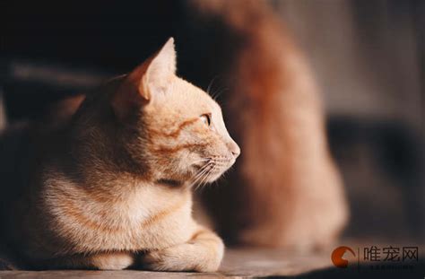 猫咪没食欲不吃饭怎么办 唯宠网