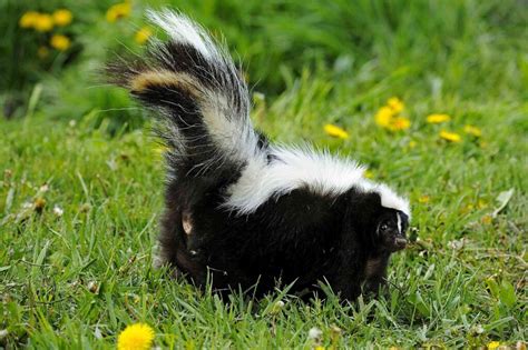 How To Get Rid Of Skunk Smell Critter Stop