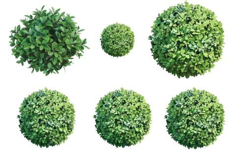 Premium Photo A Collection Of Four Different Types Of Bushes On Display