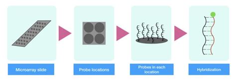 Genome On A Chip Dna Microarray