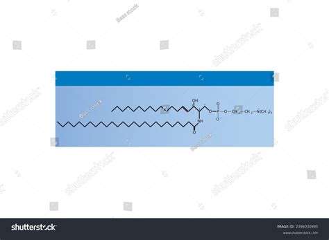Diagram Showing Schematic Molecular Structure Sphingomyelin Stock Vector Royalty Free