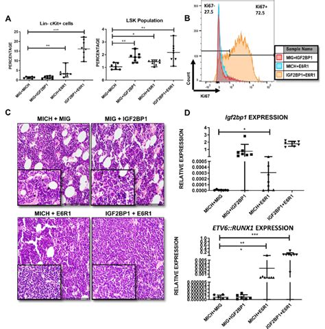 Histopathological Analysis Of Bone Marrow Architecture After Igf2bp1