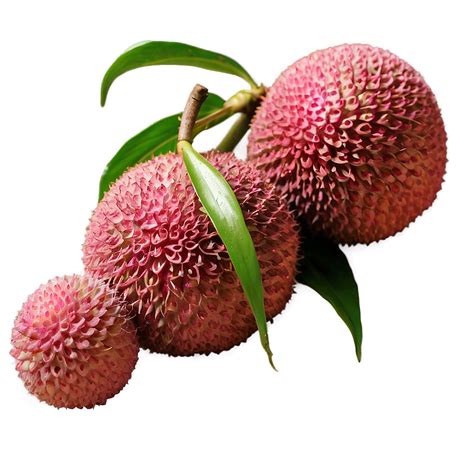 Download Lychee B