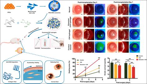 Preparation Of A Thermosensitive Hydrogel Loaded With Mesenchymal Stem