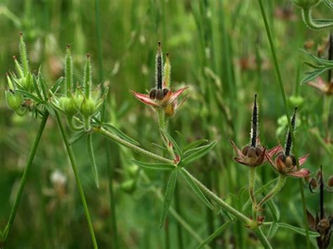 Cutleaf Geranium College Of Agriculture Forestry And Life Sciences
