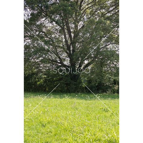 Tree Span Digital Backdrop