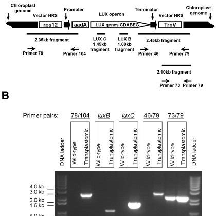 A Location Of PCR Primers On The Vector And Predicted Size Of Download Scientific Diagram
