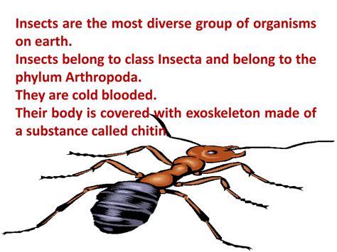 Insect Inspired Technology Pptx