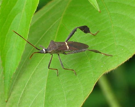Leaf Footed Bug Leptoglossus Phyllopus Bugguide Net