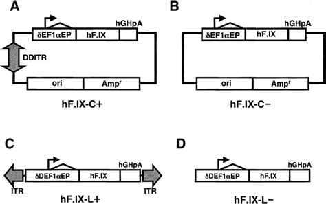 Maps Of Ds Circular And Linear Dnas A B Supercoiled Ds Circular Download Scientific Diagram