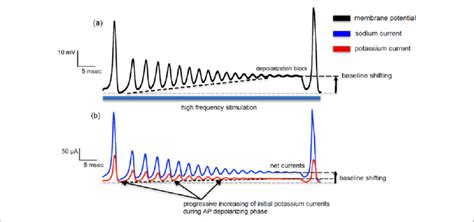 Depolarization Block Db A During Dbs Membrane Depolarization Is Download Scientific