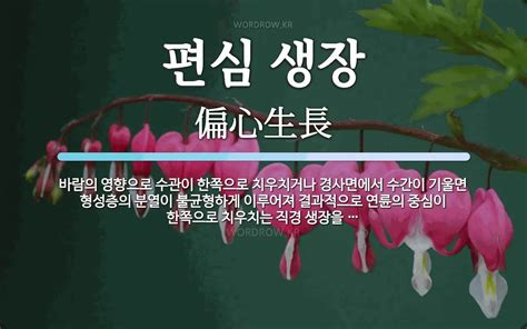 편심 생장 뜻 바람의 영향으로 수관이 한쪽으로 치우치거나 경사면에서 수간이 기울면 형성층의 분열이 불균형