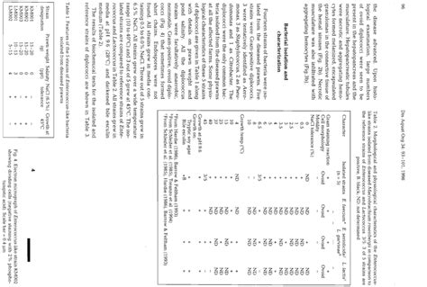 Electron Micrograph Of Enterococcus Like Strain Km002 Showing D~vldlng Download Scientific