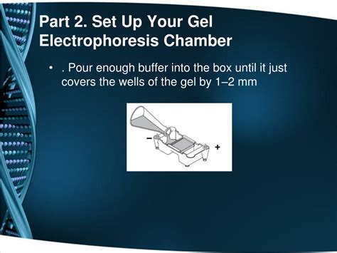 Ppt Restriction Analysis And Digestion Of Lambda Dna Powerpoint Presentation Id 6166123
