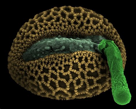 Sex In Plants Requires Thrust Channels McGill University