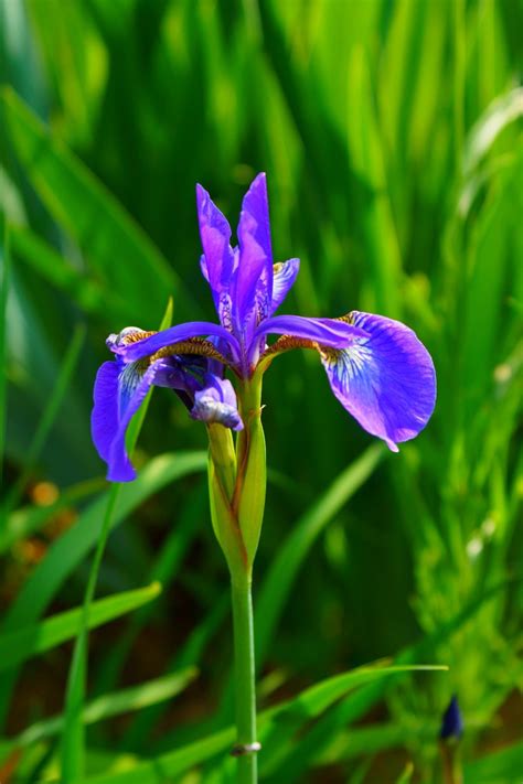 붓꽃의 꽃말과 꽃