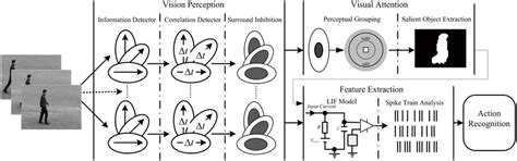 The Architecture Of The Proposed Model Of Visual Primary Cortex