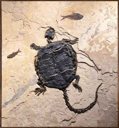 Fossil Turtle Mural 2011cm Sold Fossil Art Items Natural Fossil
