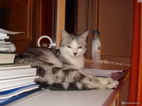 Наполнитель для кошачьего туалета Барсик Древесный « Наполнитель Барсик Древесный нам не