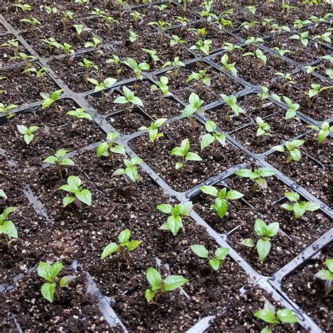 Steady Growin Hot Pepper Seedlings Rgardening