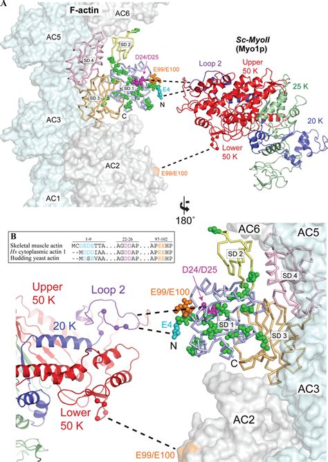 Actin Mutations At The Predicted Actomyosin Interface A Structural