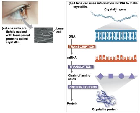 Ch1 Intro To Bio Los Flashcards Quizlet