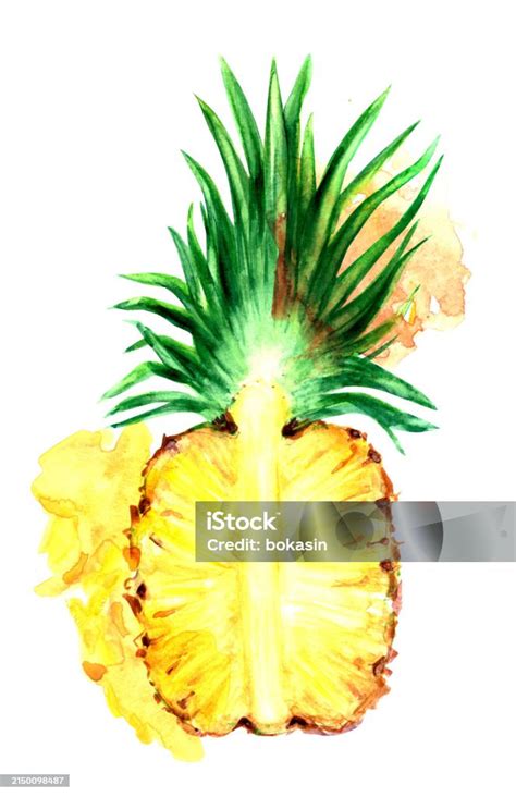 손으로 그린 수채화 파인애플 과일 반 컷 그림 와 예술적인 페인트 얼룩 음식과 음료 배경에 대 한 열대 이국적인 과일 가을에 대한 스톡 벡터 아트 및 기타 이미지 Istock