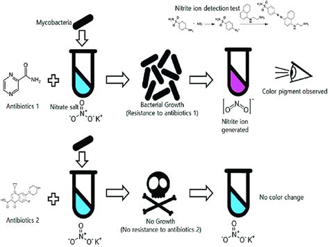 The Pictorial Representation Of Nitrate Reductase Assay Reprinted Download Scientific Diagram